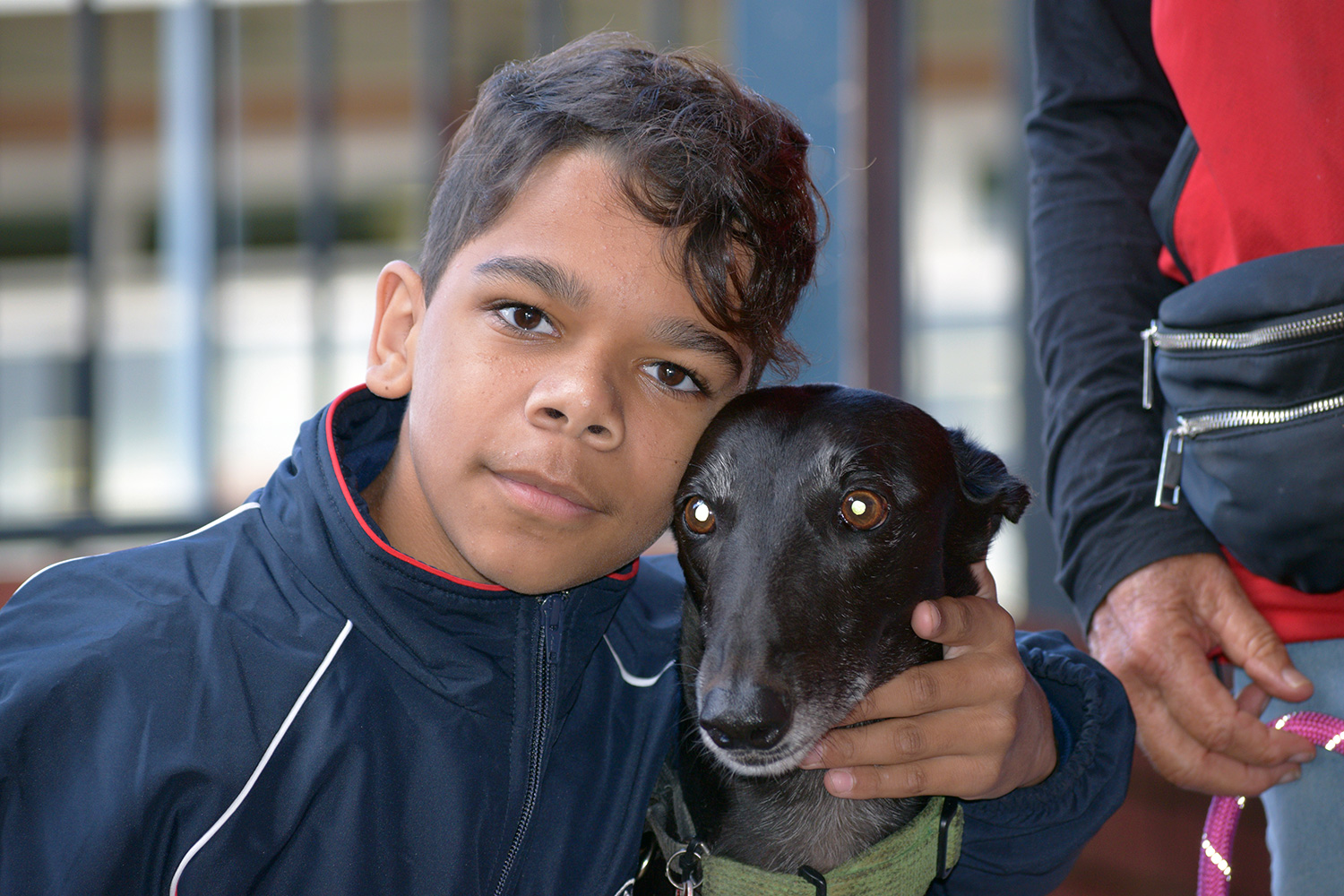 Introducing Our New Enrolment – Hope the Greyhound - Port Lincoln High ...