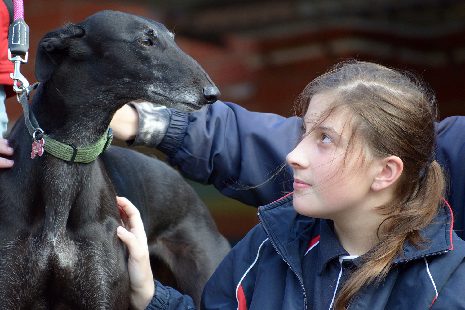 Introducing Our New Enrolment – Hope the Greyhound - Port Lincoln High ...