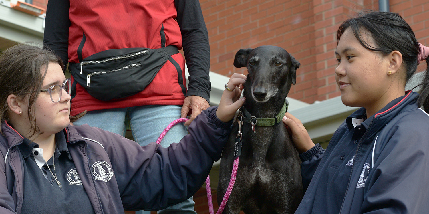 Introducing Our New Enrolment – Hope the Greyhound - Port Lincoln High ...