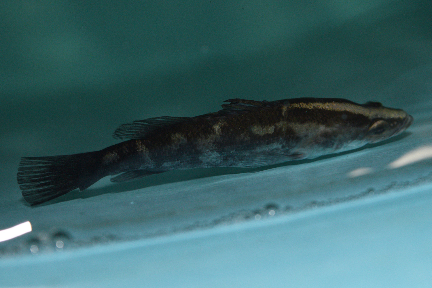 1,400 New Classmates Successfully "Enrolled" - Port Lincoln High School