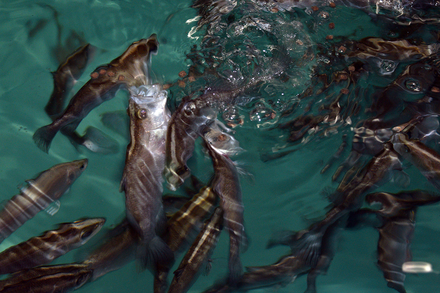 1,400 New Classmates Successfully "Enrolled" - Port Lincoln High School