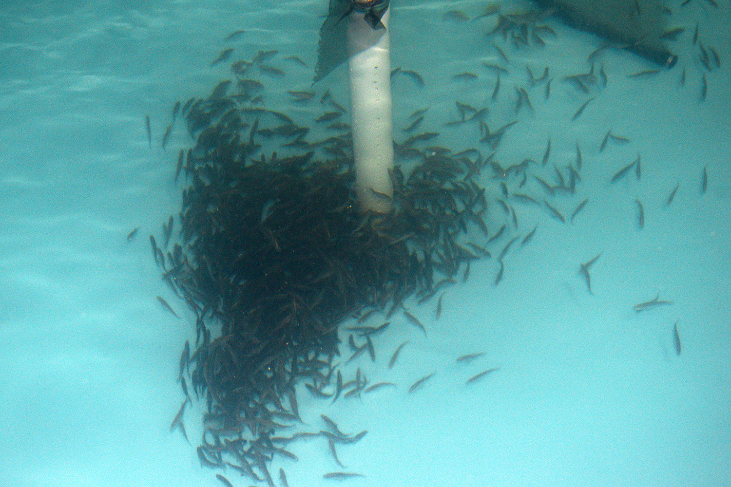 1,400 New Classmates Successfully "Enrolled" - Port Lincoln High School