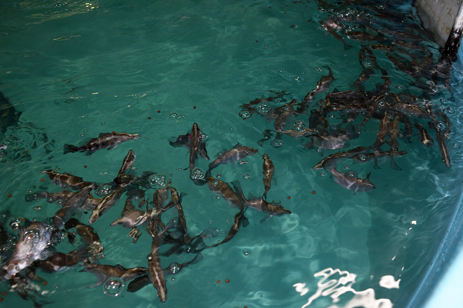 1,400 New Classmates Successfully "Enrolled" - Port Lincoln High School